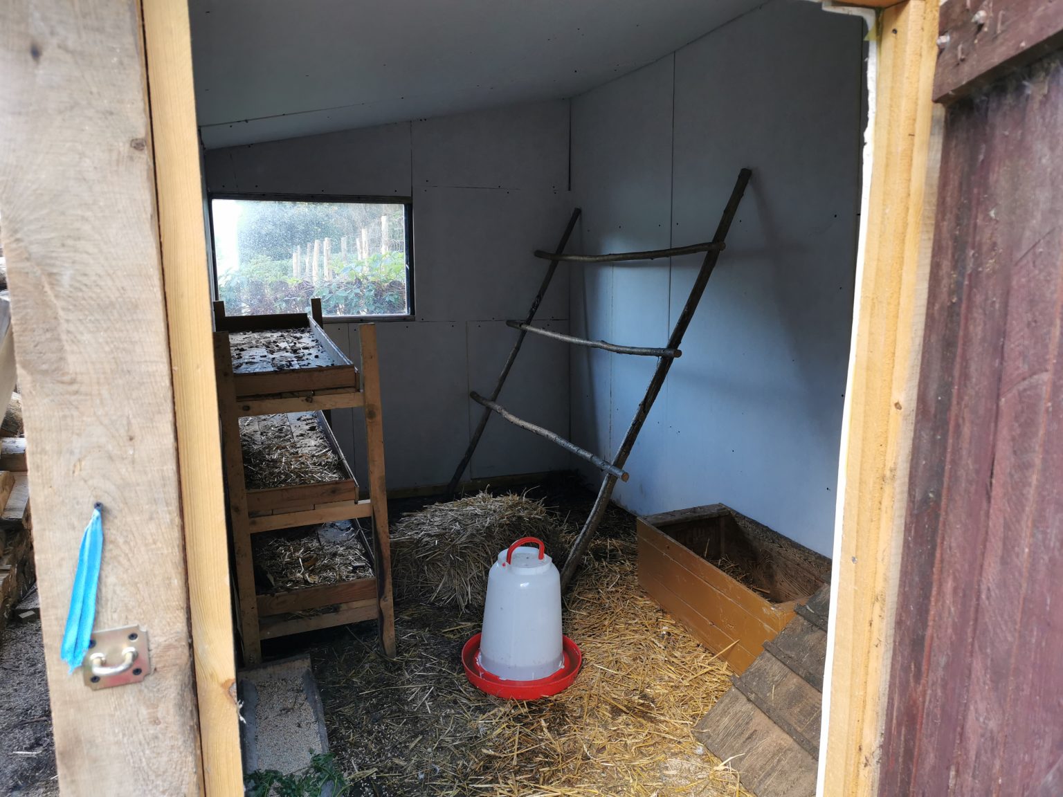 Chcesz mieć kury? Ja chciałam i mam [krótki poradnik, jak założyć ...